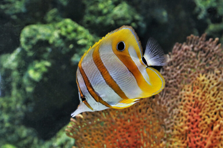 100+ Best Colorful Fish Names - The Ultimate List | FishLab