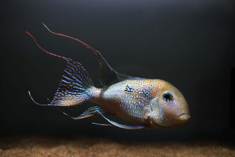 100+ Good Fish Names - The Ultimate List | FishLab