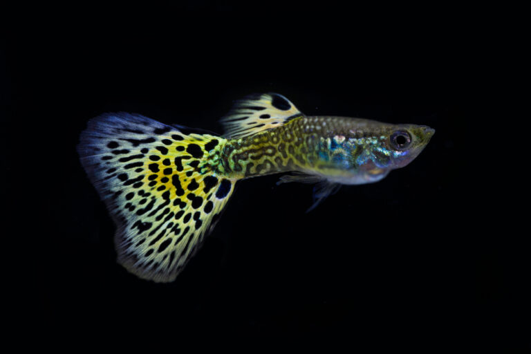 Finding Nemo Fish Names - The Ultimate List | FishLab