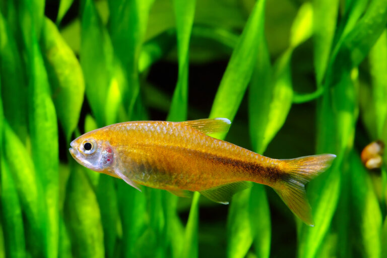 100+ Cute Fish Names - The Ultimate List | FishLab