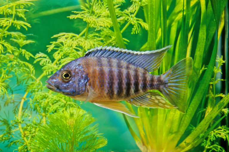 100+ Best PET Fish Names - The Ultimate List | FishLab