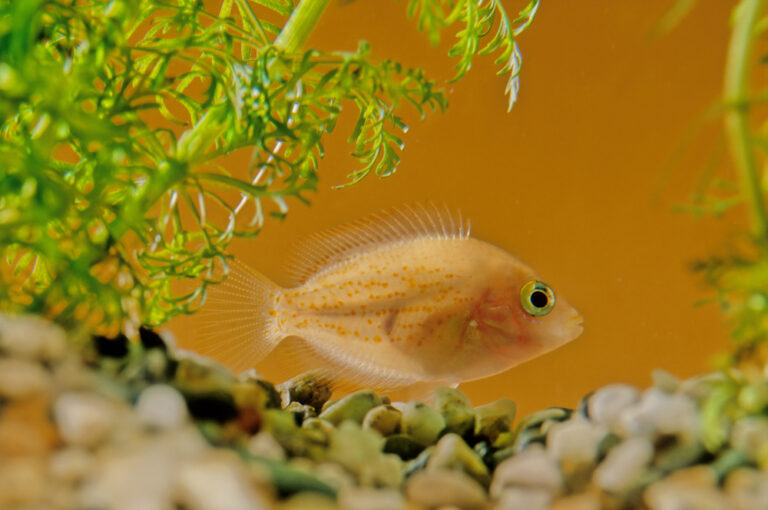100+ Good Fish Names - The Ultimate List | FishLab
