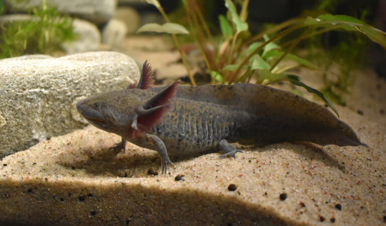 100+ Funny Fish Names - The Ultimate List | FishLab