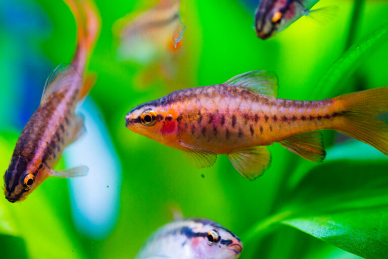 15 Best Freshwater Aquarium Fish 🐠 | FishLab