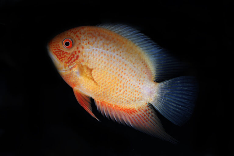 100+ Cute Fish Names - The Ultimate List | FishLab