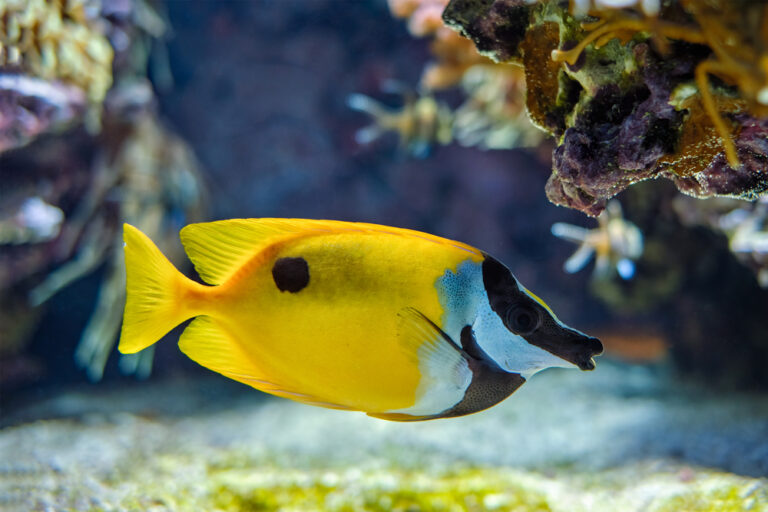 Finding Nemo Fish Names - The Ultimate List | FishLab