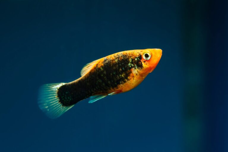 100+ Best PET Fish Names - The Ultimate List | FishLab