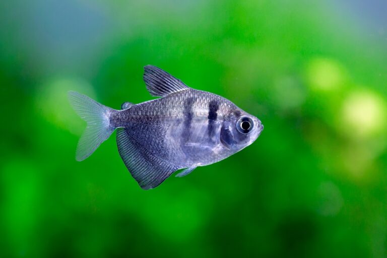 100+ Boy Fish Names - A Comprehensive Guide for Your Aquatic Companions ...