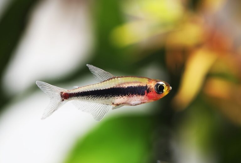 100+ Good Fish Names - The Ultimate List | FishLab