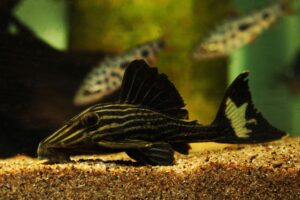 100+ Funny Fish Names - The Ultimate List - FishLab