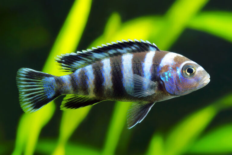 100+ Best PET Fish Names - The Ultimate List | FishLab