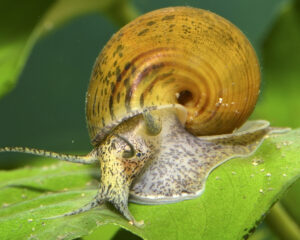 What Do Snails Eat in an Aquarium? 10 Essential Diet Tips for Your ...