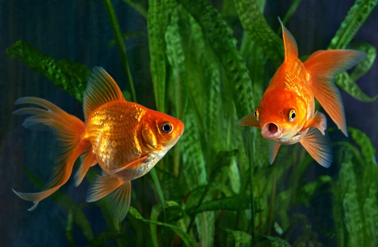 What to Feed a Goldfish: 7 Best Foods and Care Tips | FishLab