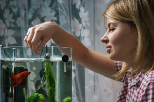 Are Betta Fish Smart? A Comprehensive Guide to Betta Cognitive ...