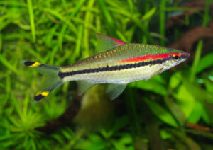 100+ Cute Fish Names - The Ultimate List | FishLab