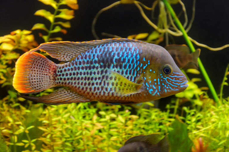 100+ Best Orange Fish Names - The Ultimate List | FishLab