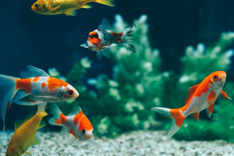 What to Feed a Goldfish: 7 Best Foods and Care Tips | FishLab