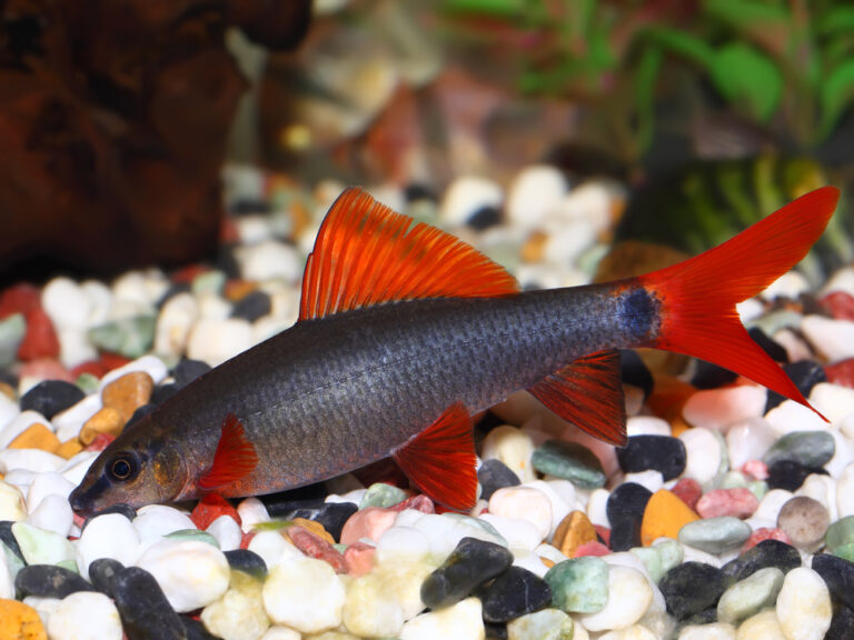 100+ Best Orange Fish Names - The Ultimate List | FishLab