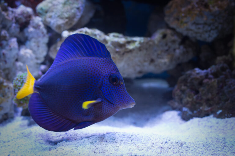 100+ Best Purple Fish Names - The Ultimate List | FishLab