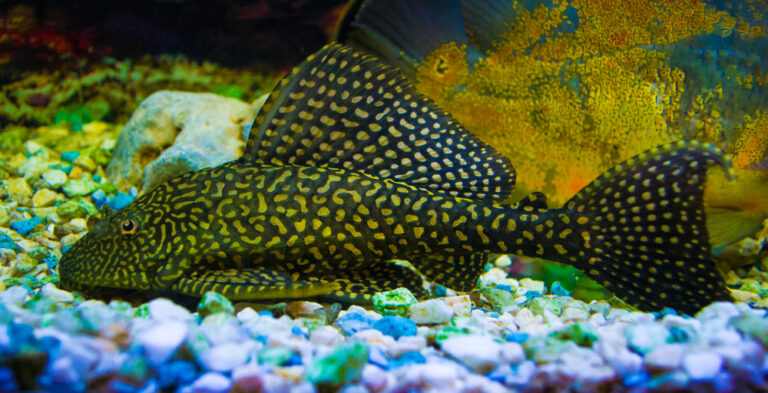 100+ Funny Fish Names - The Ultimate List | FishLab