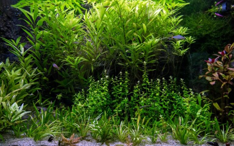 Aquarium Banana Plant Care Guide (Nymphoides Aquatica) | FishLab