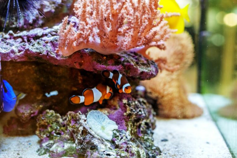 How to Set Up a Nano Reef Tank: 7 Essential Steps for Beginners | FishLab