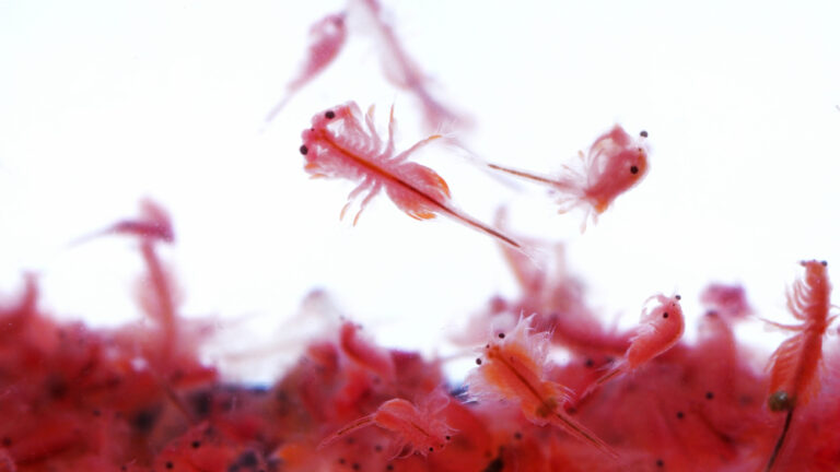 The Best Fish Nutrition Guide -10 Top Feeding Tips for Healthy Fish ...