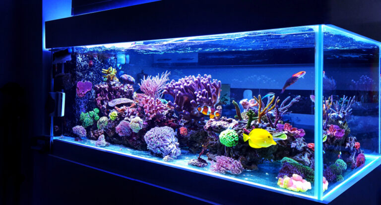How to Set Up a Nano Reef Tank: 7 Essential Steps for Beginners | FishLab