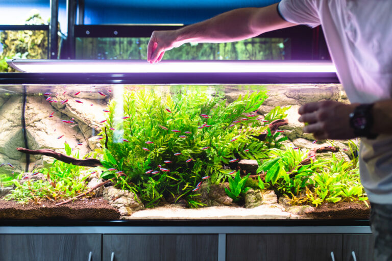 The Best Fish Nutrition Guide -10 Top Feeding Tips for Healthy Fish ...