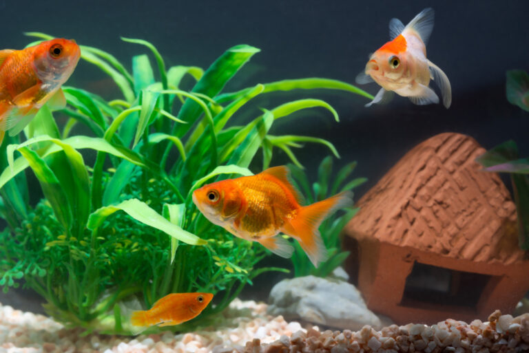 13 Common Goldfish Diseases That Start Subtle But Turn Gross Fast | FishLab