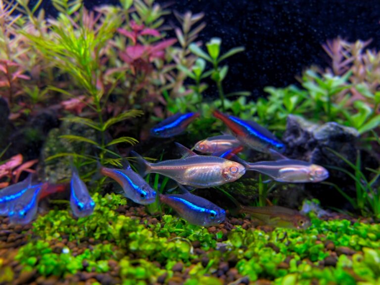 Setting Up a Low-Maintenance Aquarium: 10 Essential Tips for Busy Fish ...