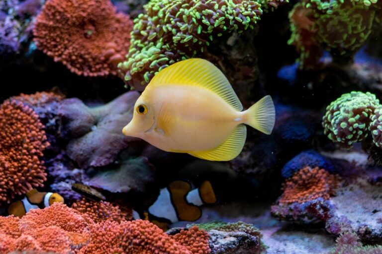 FishLab.com - Fish Aquariums, Tanks, & More