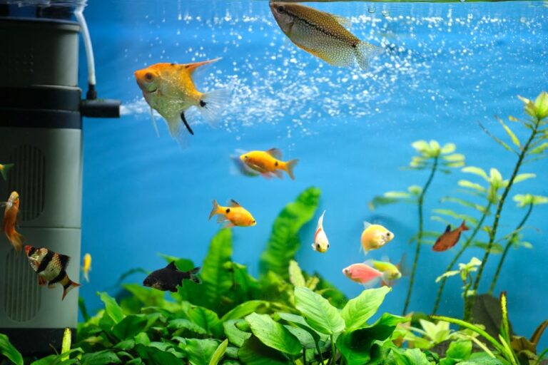 7 Easy Hacks for a Crystal-Clear Fish Tank (That Work Fast) | FishLab