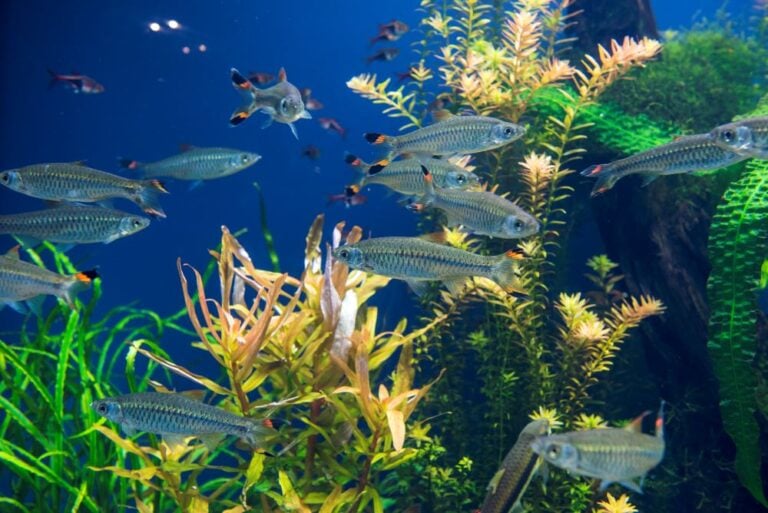 The Ultimate Guide to Freshwater Aquarium Plants: 10 Expert Care Tips ...