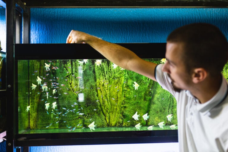 7 Easy Hacks for a Crystal-Clear Fish Tank (That Work Fast) | FishLab