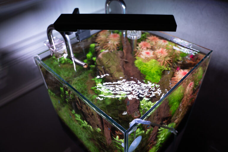 How to Create a Self-Sustaining Aquarium – 7 Easy Tips for Enjoying a ...