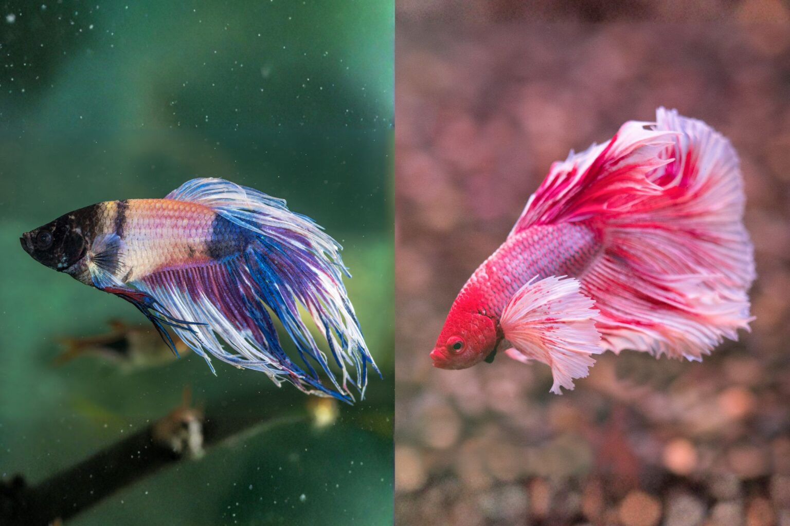 Are You Making These Aquarium Mistakes Without Realizing It? | FishLab