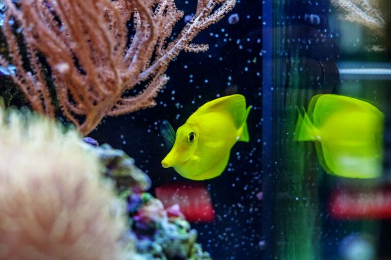 How to Create a Self-Sustaining Aquarium – 7 Easy Tips for Enjoying a ...