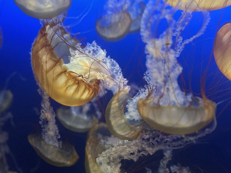 100+ Best Jelly Fish Names -The Ultimate List | FishLab
