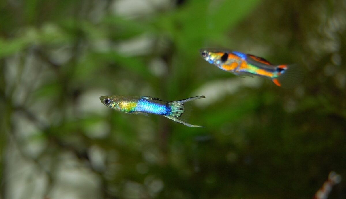 55 Different Types of Guppies (With Pics!) | FishLab