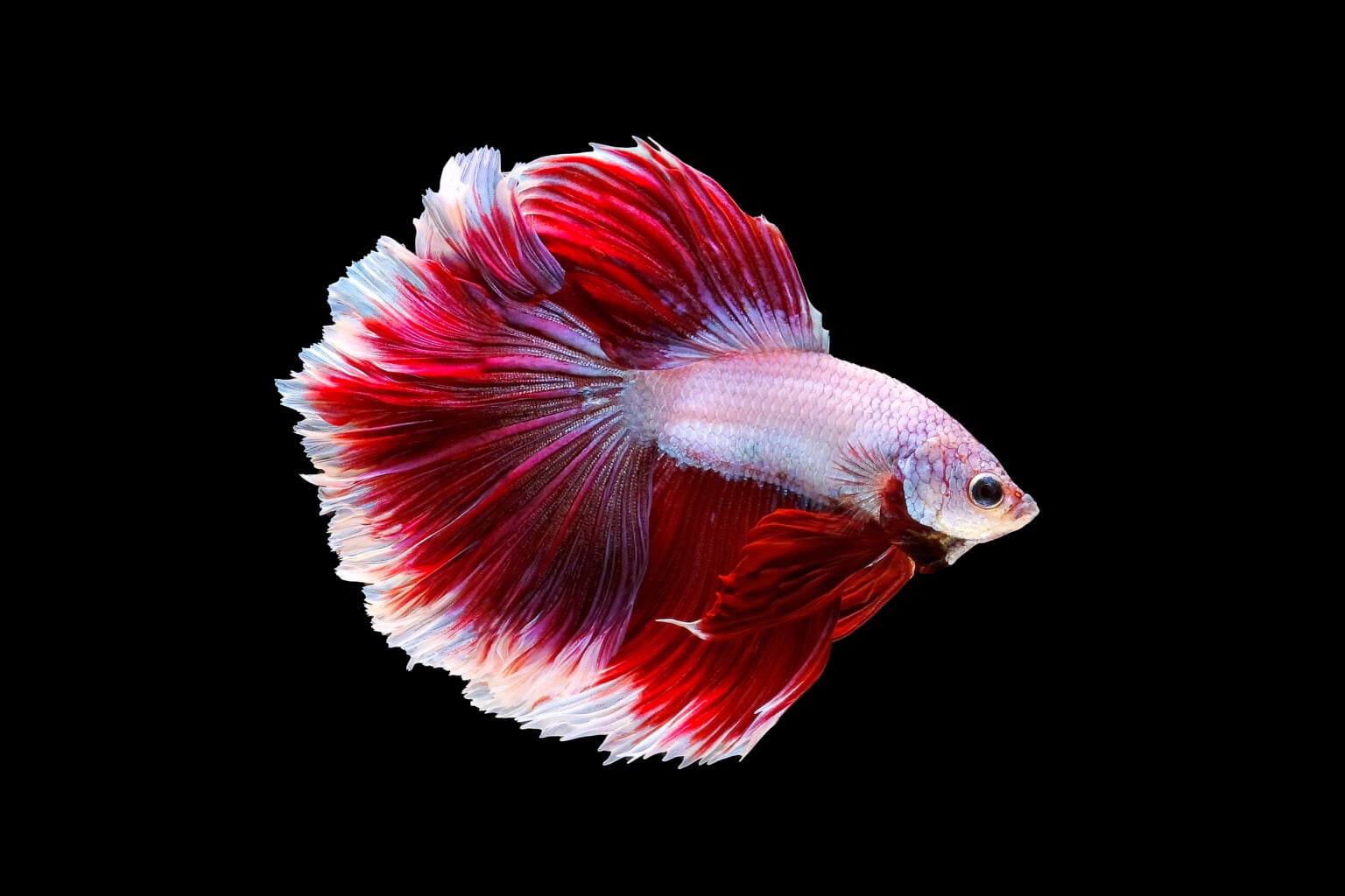 Betta Fish Ich (White Spot): Causes, Prevention & Treatment | FishLab