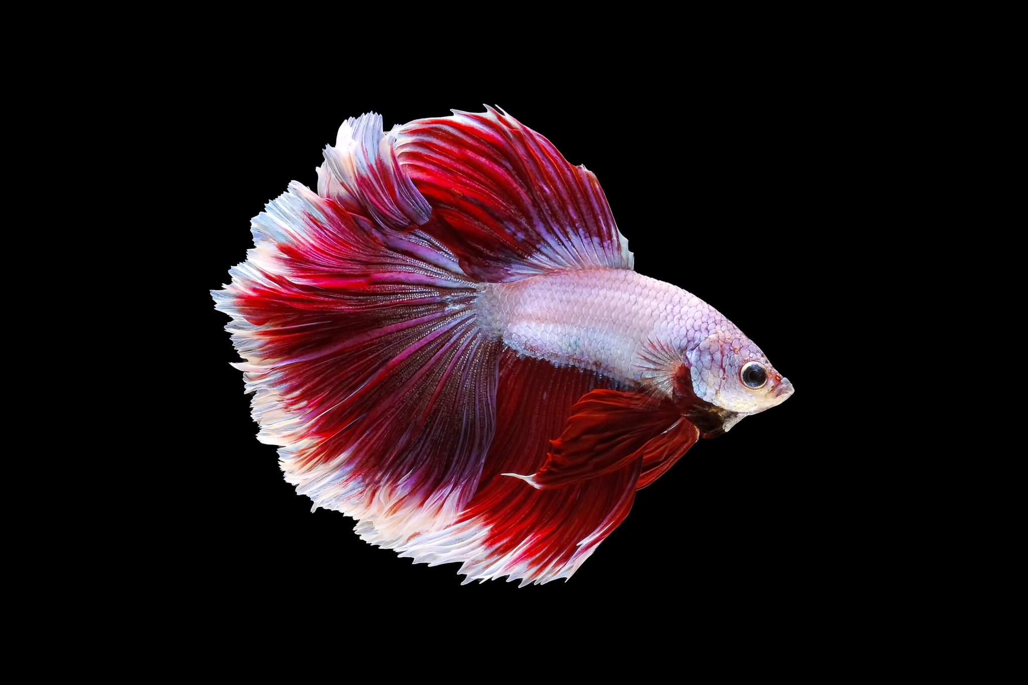 Betta Fish Ich (White Spot): Causes, Prevention & Treatment | FishLab