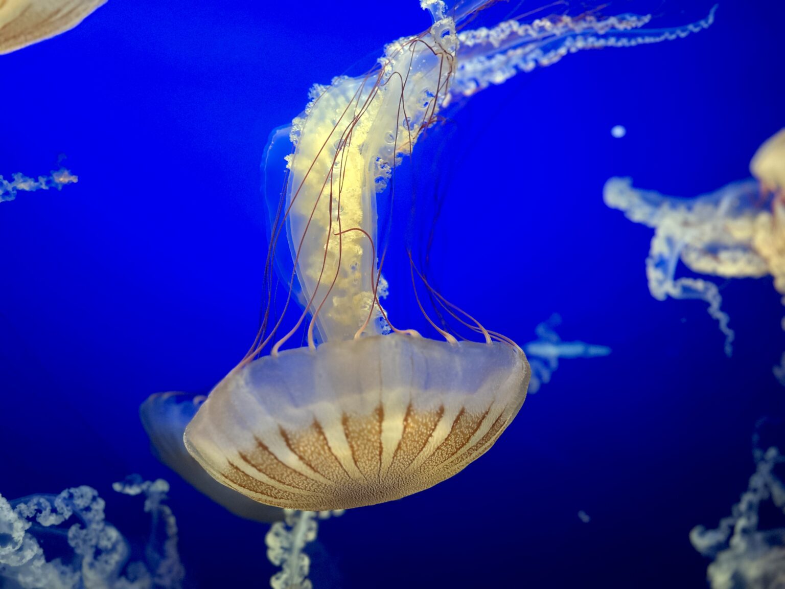 100+ Best Jelly Fish Names -The Ultimate List | FishLab