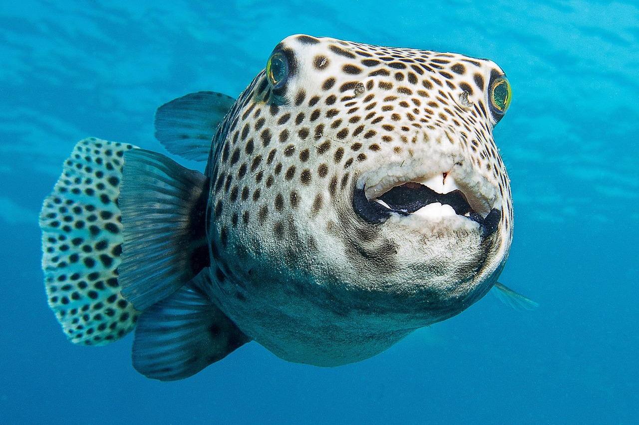 100+ Best Puffer Fish Names - The Ultimate List | FishLab
