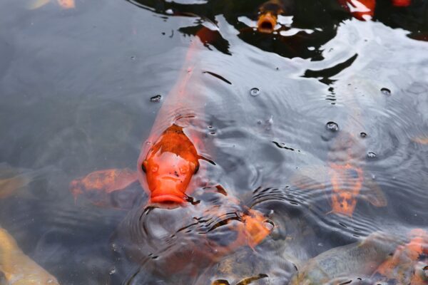 The 10 Best Pond Fish Ror A Healthy, Beautiful Backyard Ecosystem | FishLab