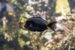 170 Black Fish Names You’ll Actually Want To Use | FishLab