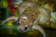 Don’t Let Your Frog Eat Your Fish: 5 Possible Tank Mates for African ...
