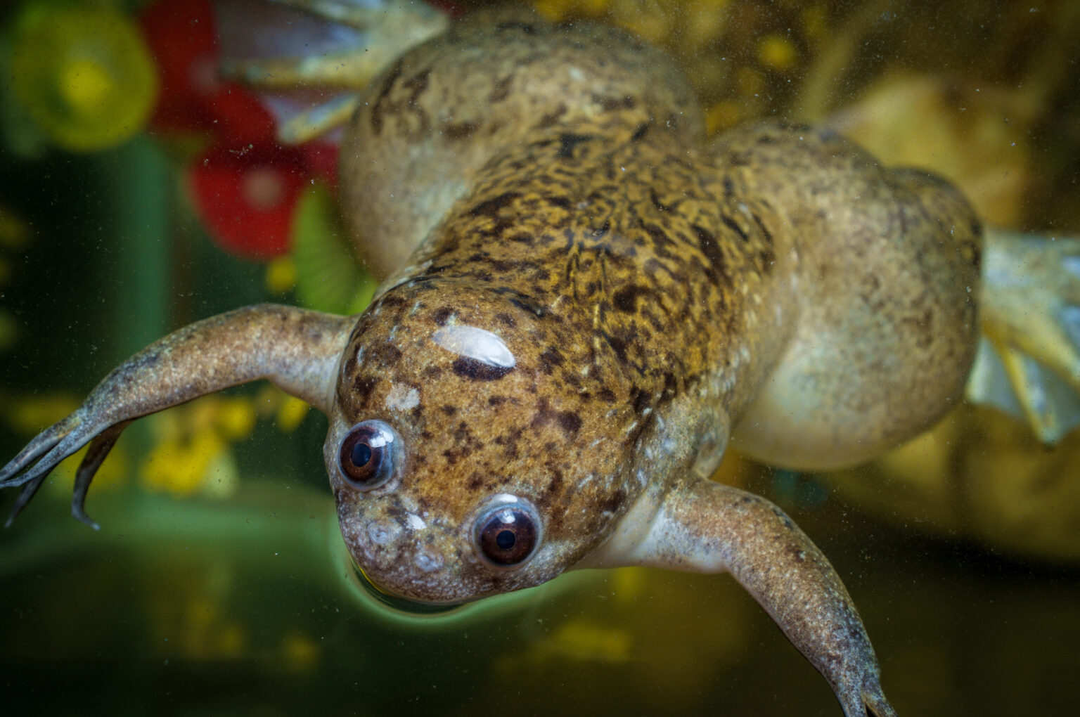 Don’t Let Your Frog Eat Your Fish: 5 Possible Tank Mates for African ...