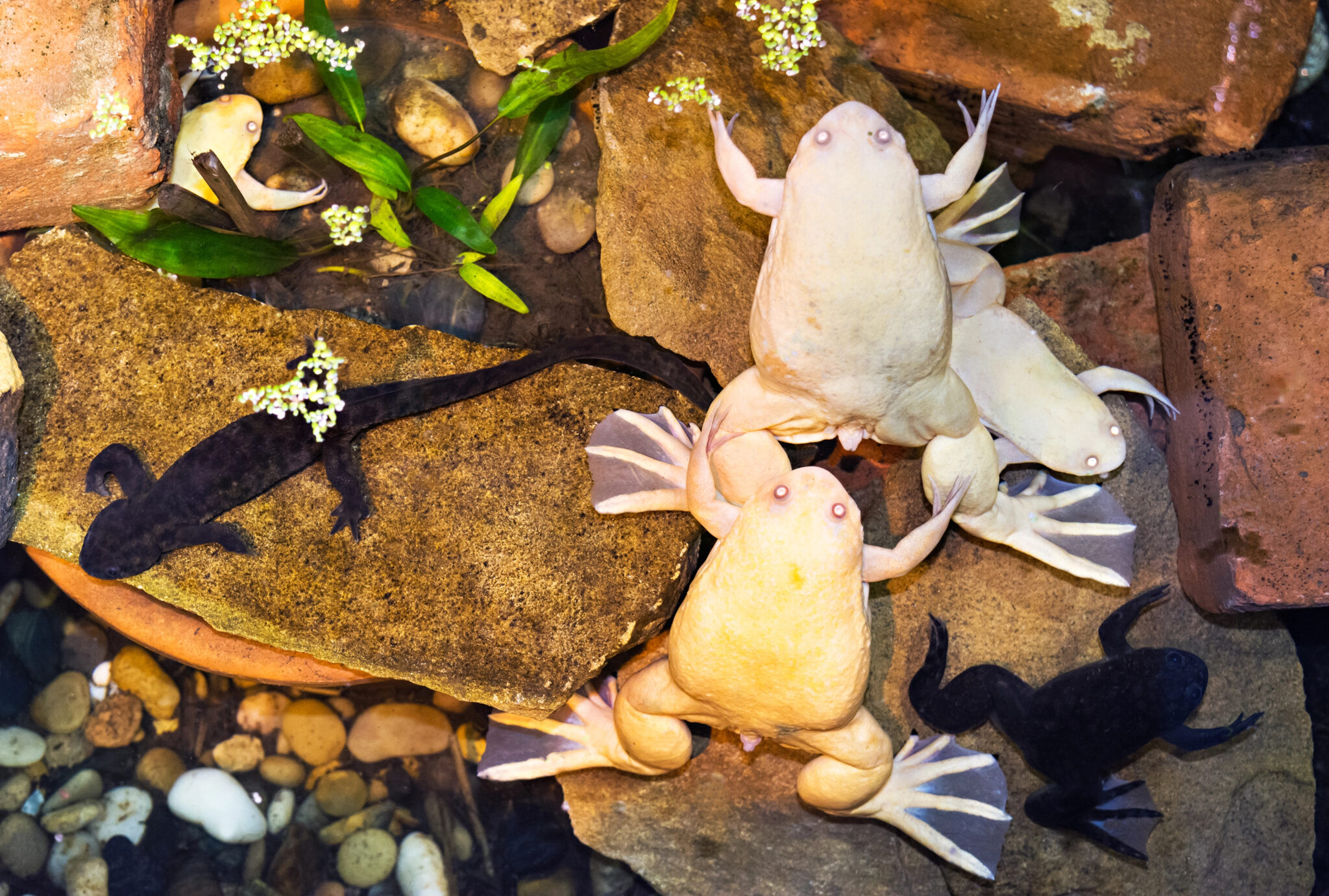 Don’t Let Your Frog Eat Your Fish: 5 Possible Tank Mates for African ...