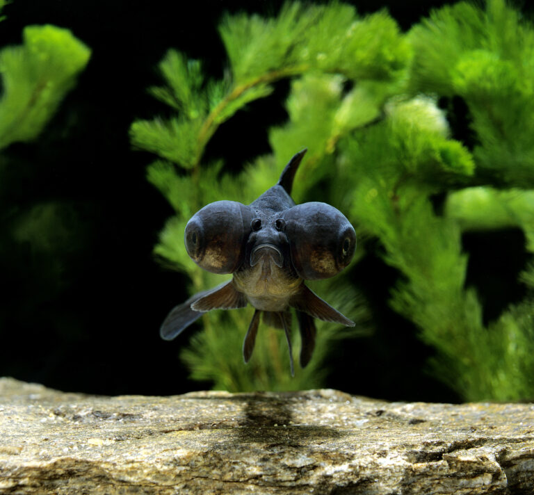 170 Black Fish Names You’ll Actually Want To Use | FishLab